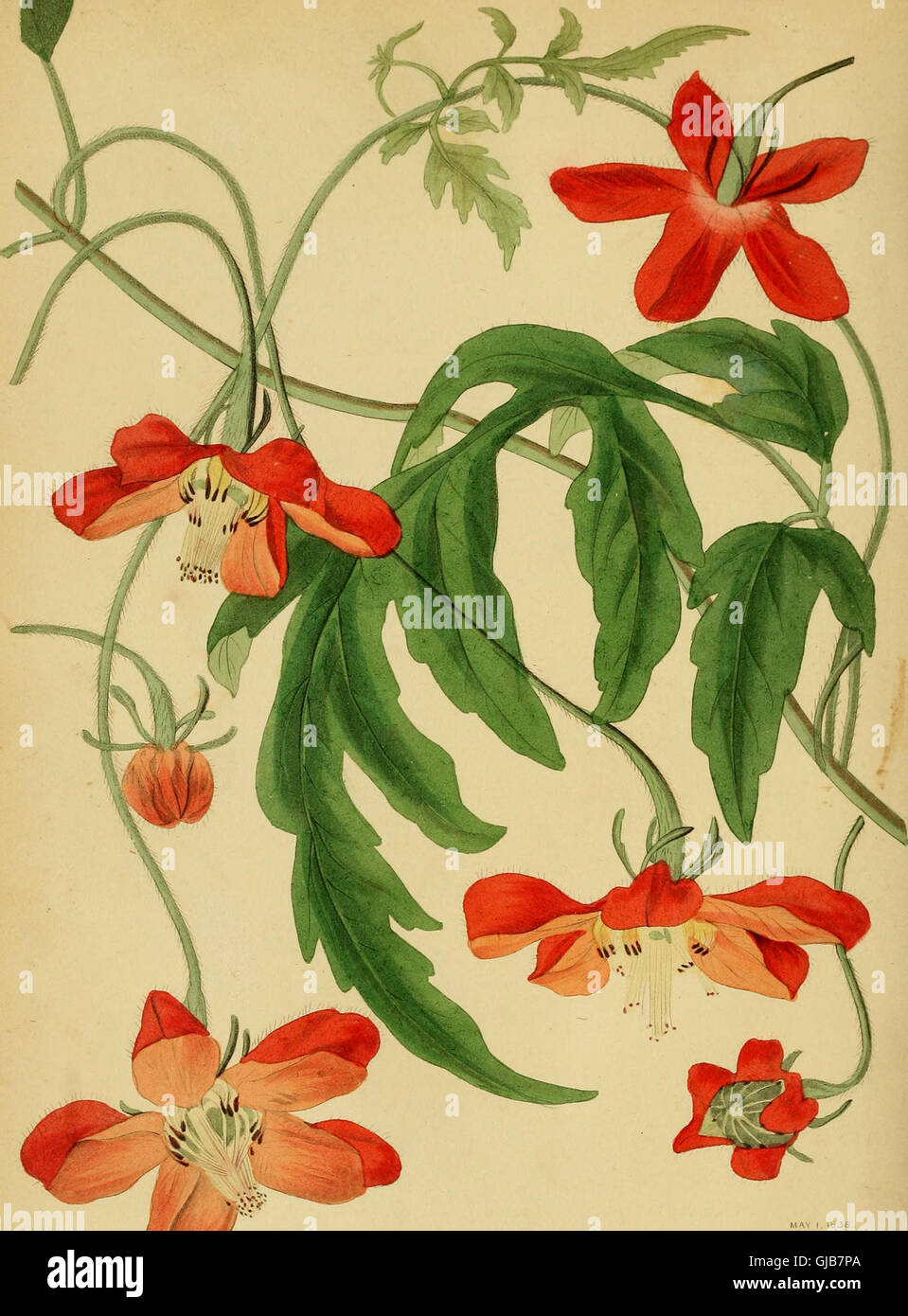 A 1838 botanical magazine focusing on flowering plants, offering ...