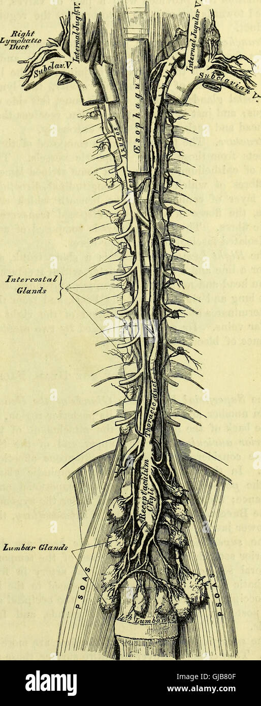 Anatomy, Descriptive and Surgical (1860) provides a comprehensive ...