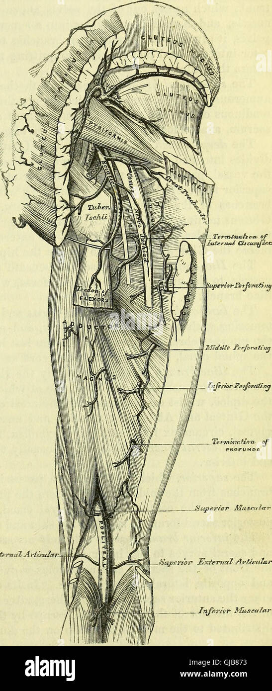 This 1860 text serves as a guide to both descriptive and surgical ...