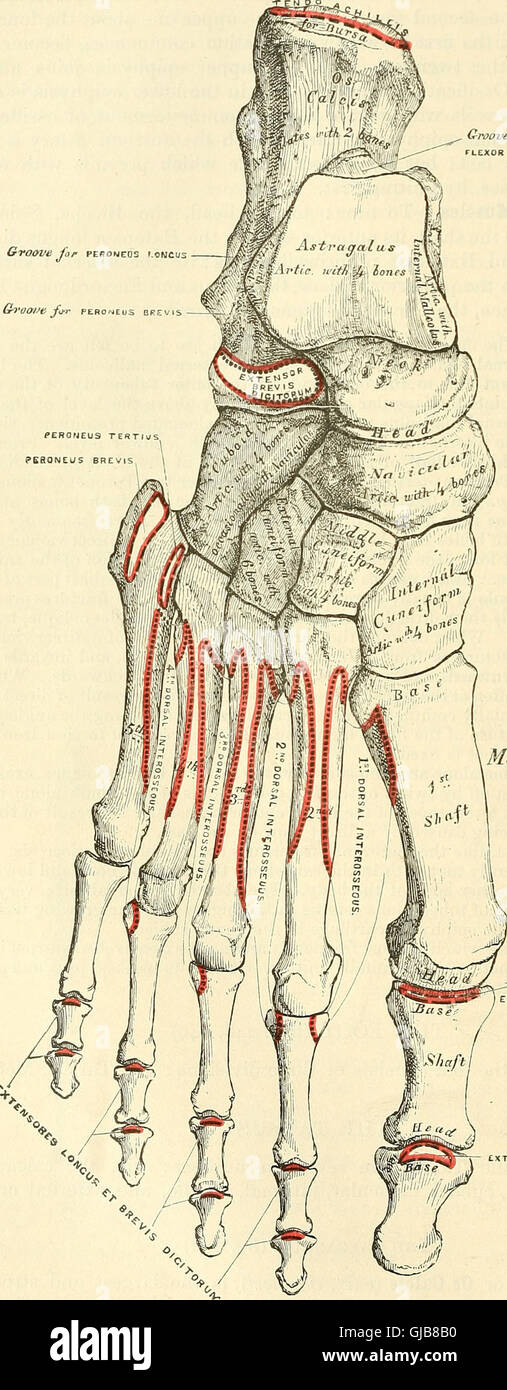 'Anatomy, Descriptive and Surgical' (1897) provides detailed anatomical ...