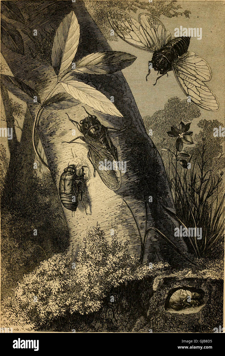 *The Transformations (or Metamorphoses) of Insects* adapts M. Émile ...