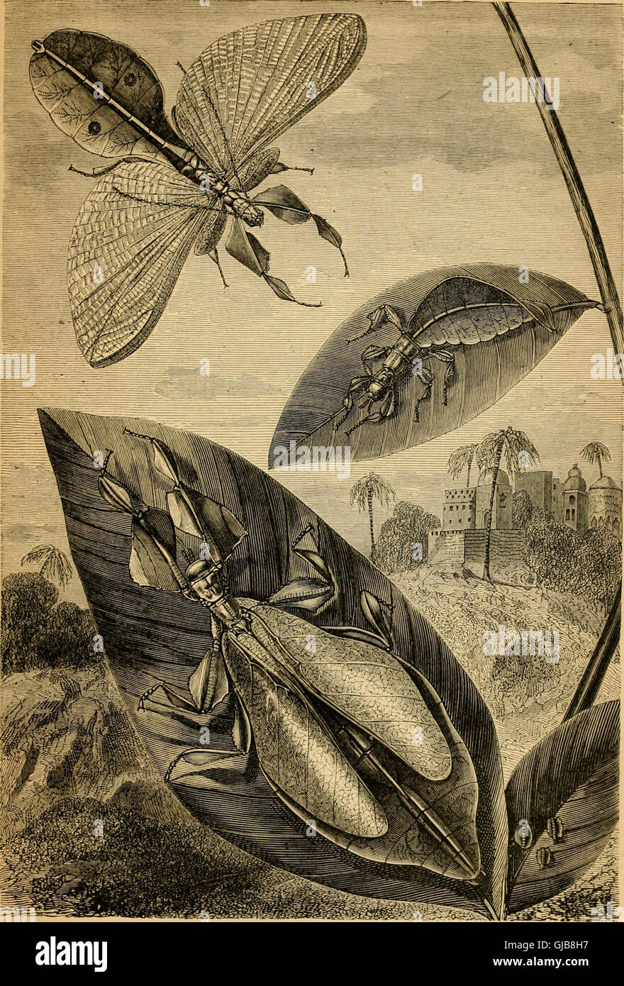 This work provides an English adaptation of Émile Blanchard's ...