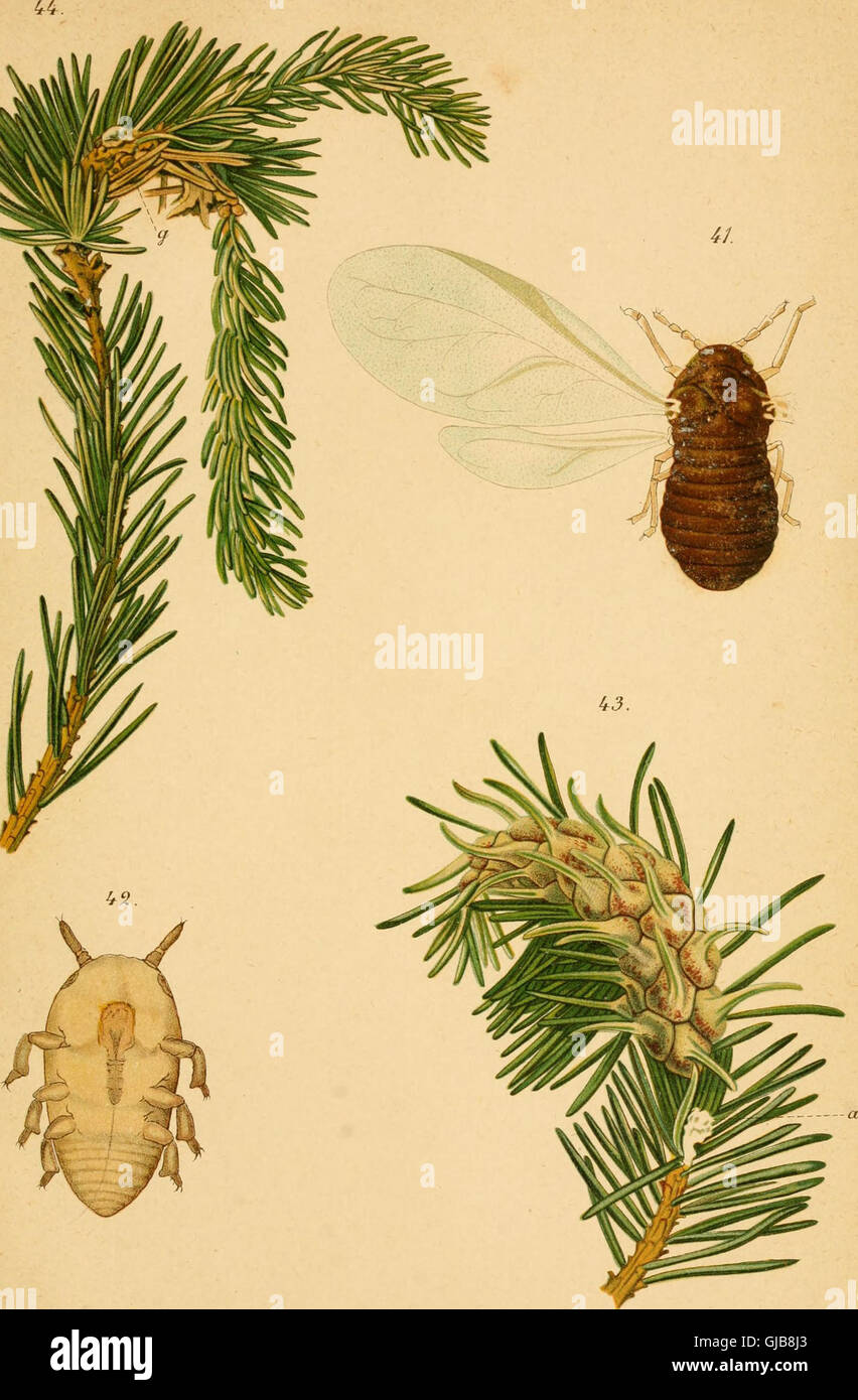 This 1894 work, written in Russian, details various entomological ...