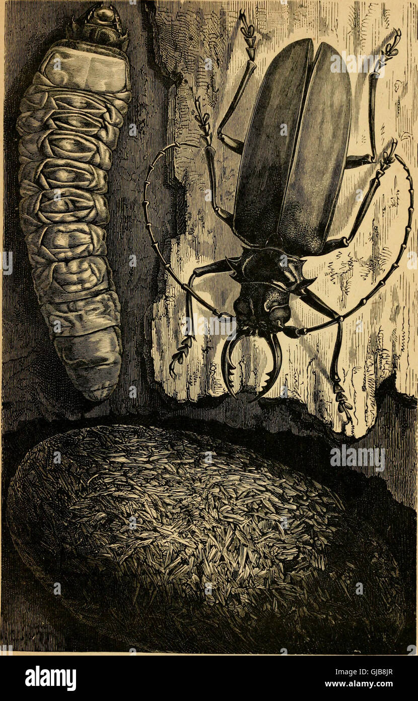 This work explores the metamorphosis of various arthropod groups ...