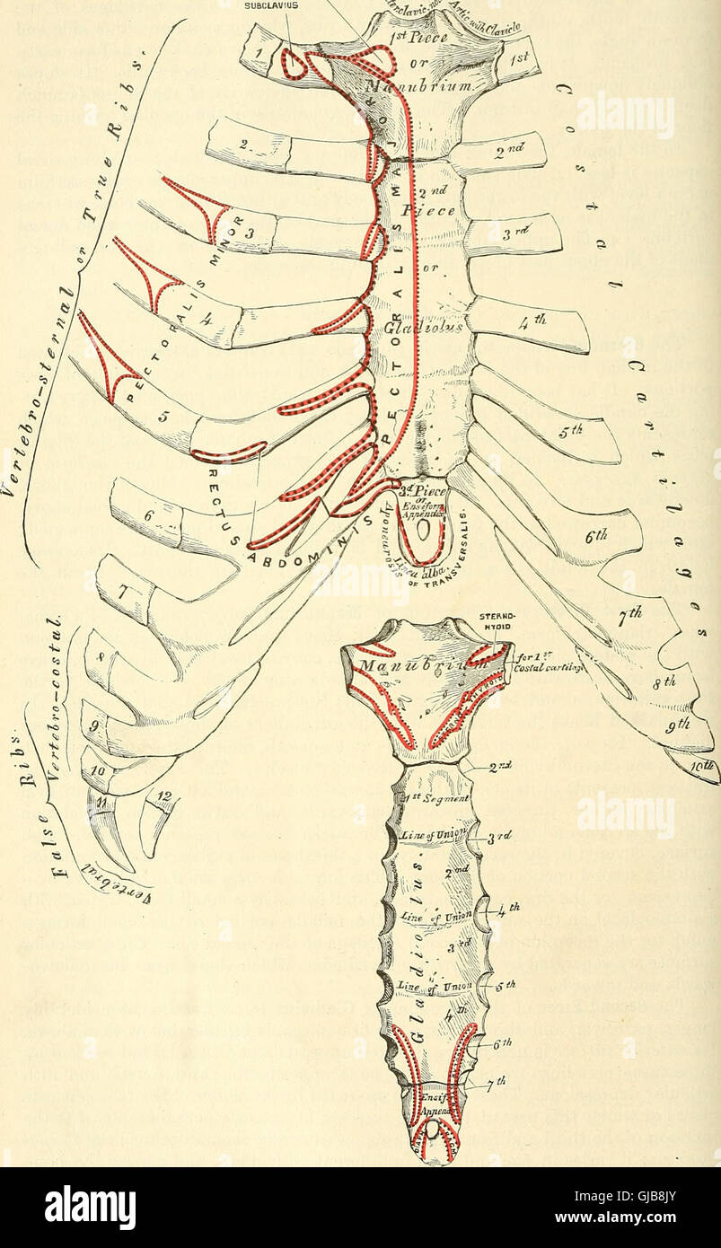 Anatomy, descriptive and surgical (1897 Stock Photo - Alamy