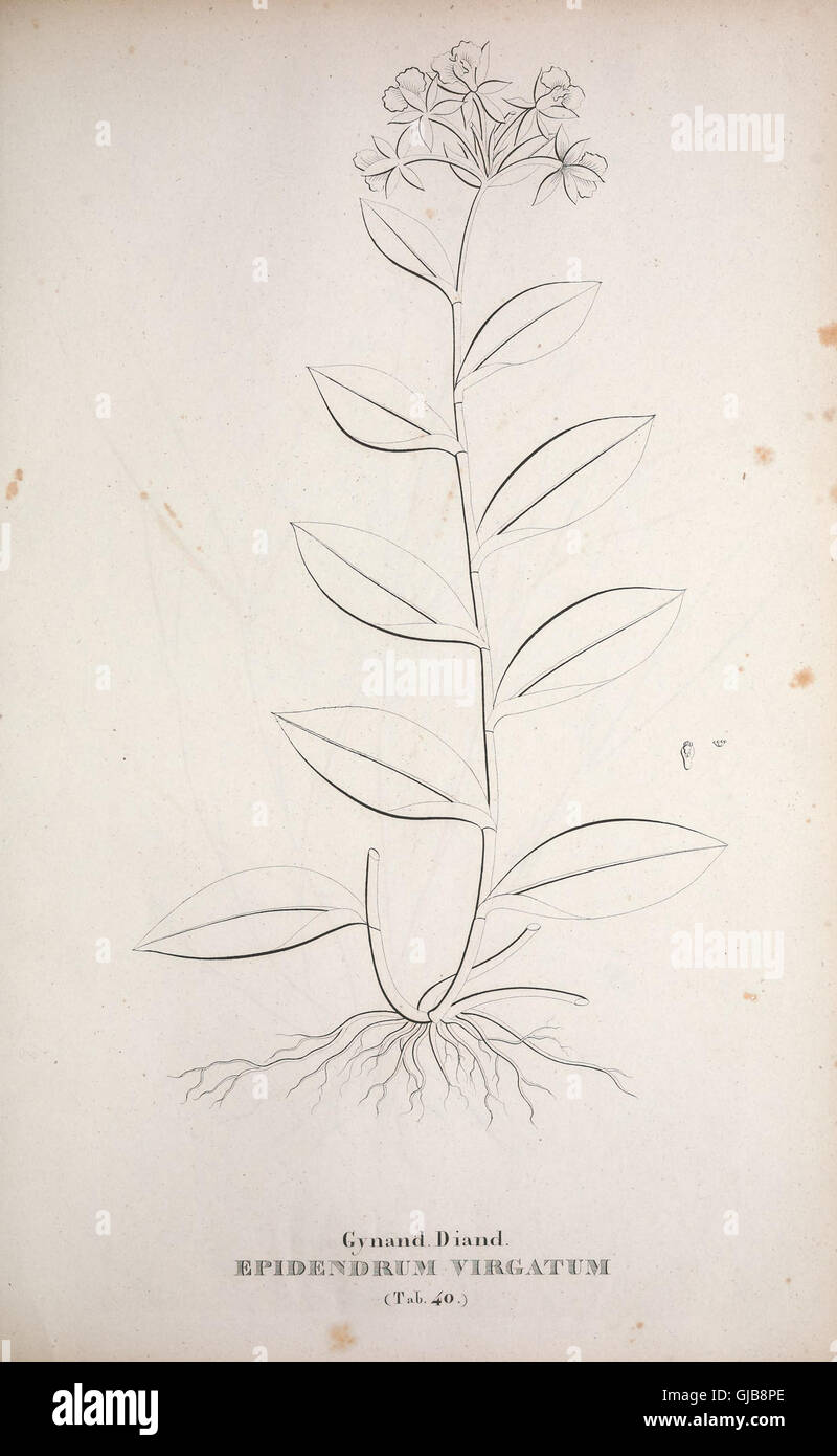 This publication presents the first-ever depiction of the flora of ...