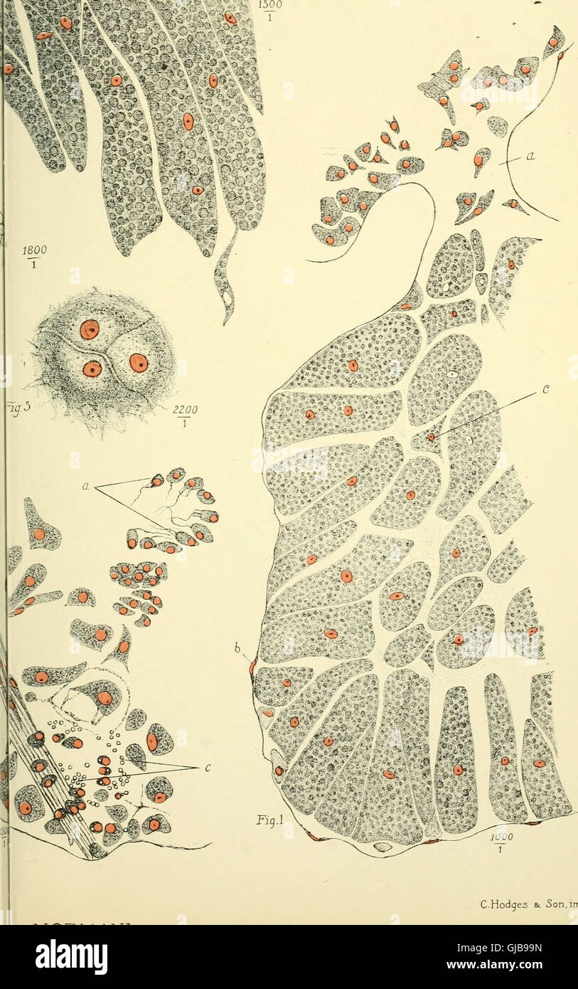 The *Quarterly Journal of Microscopical Science* (1911) focuses on ...