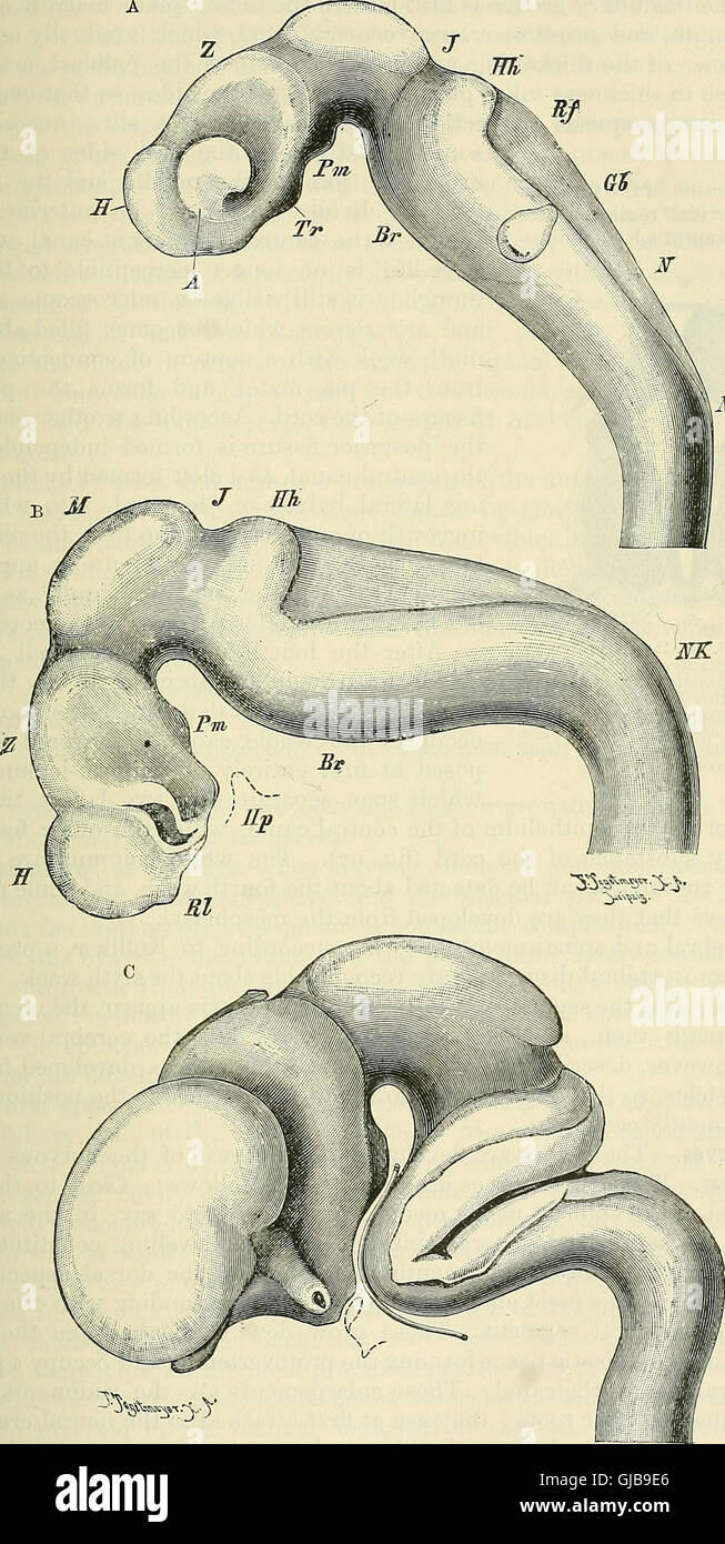 This 1897 medical text offers a comprehensive description of human ...