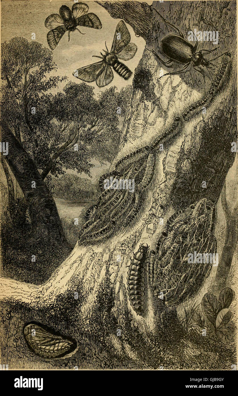 This work focuses on the life cycle transformations of insects ...