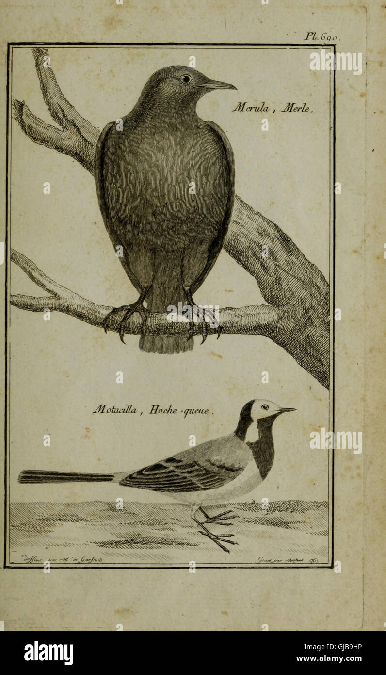 This 18th-century work describes the virtues and uses of 719 plants ...