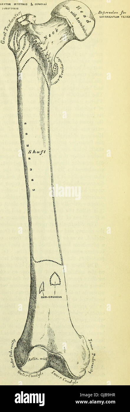 A comprehensive anatomical and surgical reference from 1860, detailing ...