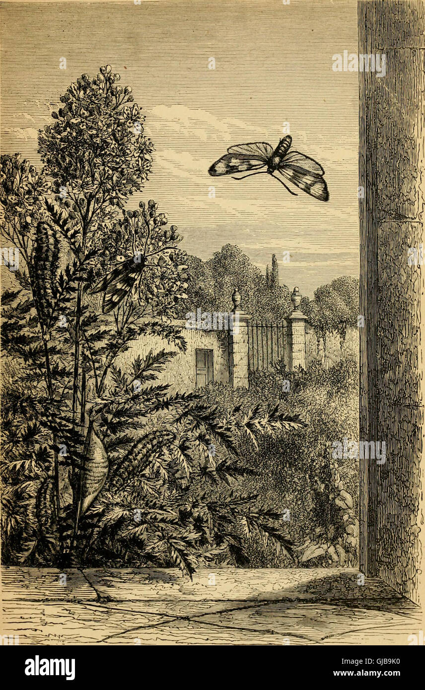 This work focuses on the transformations of various insect groups ...