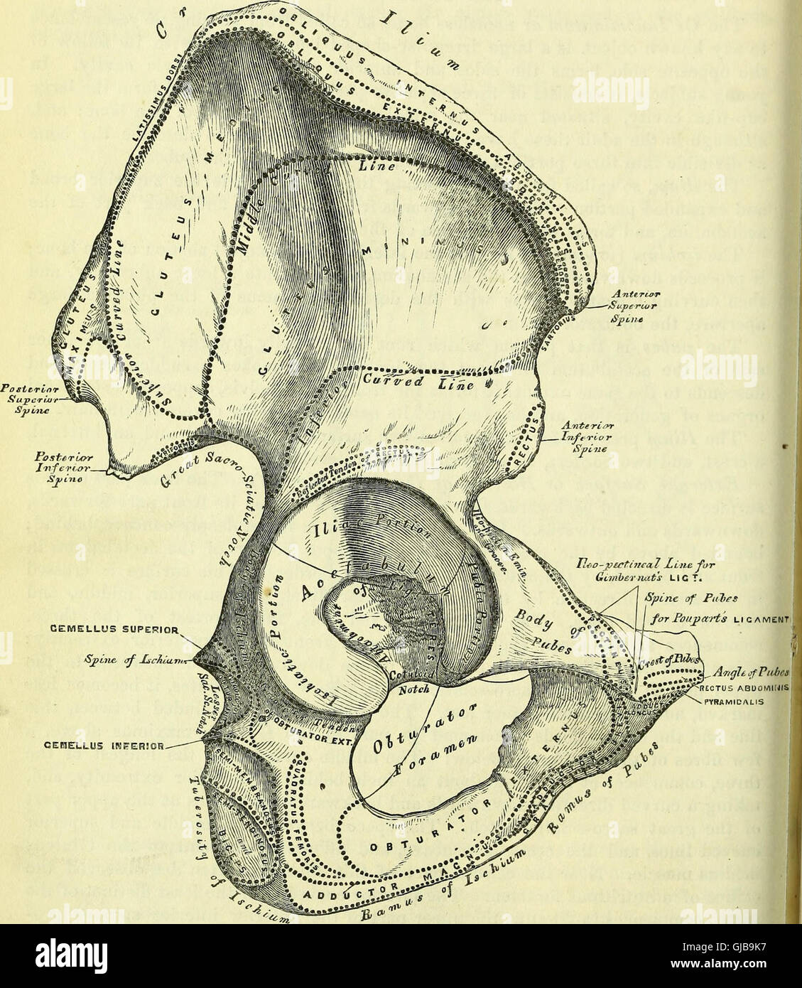 'Anatomy, Descriptive and Surgical' (1860) is a comprehensive text on ...