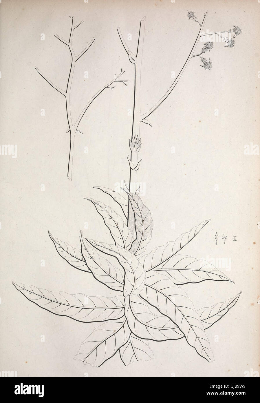 A 1827 botanical work detailing the flora of the Brazilian empire, with ...