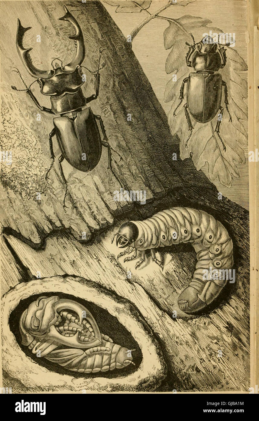 This book adapts Émile Blanchard's work on the metamorphosis of various ...