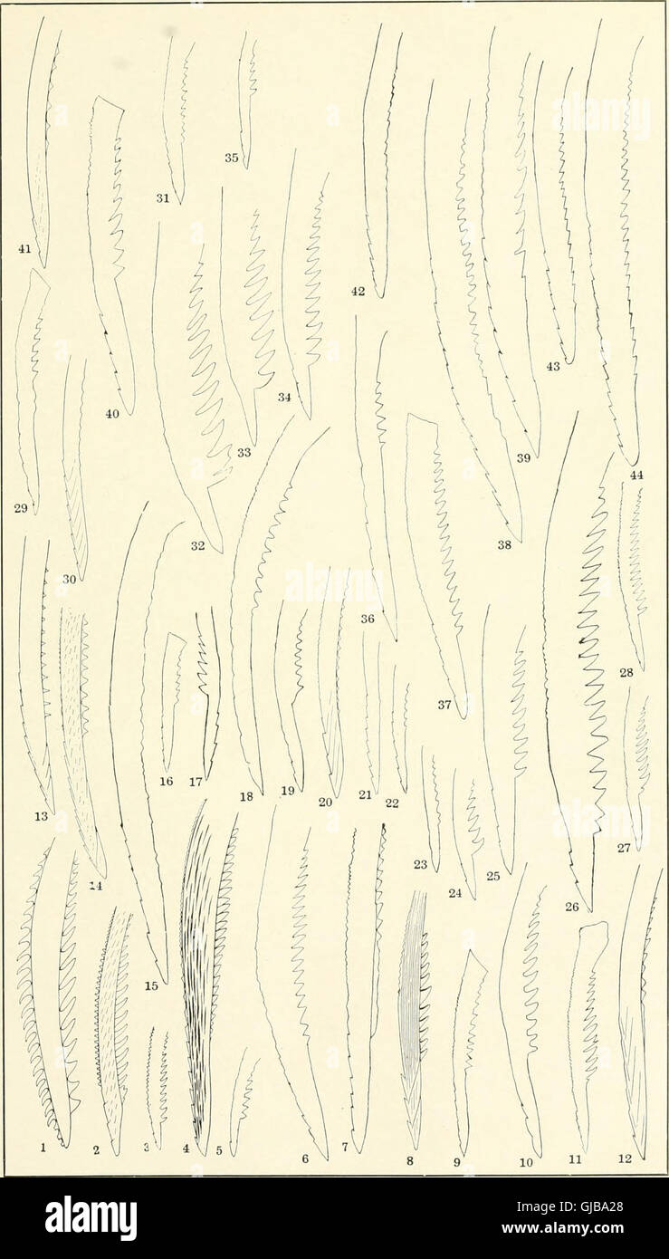 Pimelodella hi-res stock photography and images - Alamy