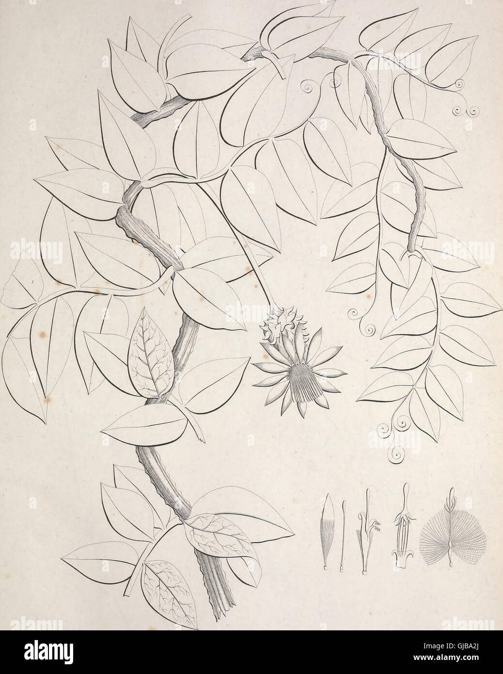 Published in 1827, this work showcases the botanical illustrations of ...