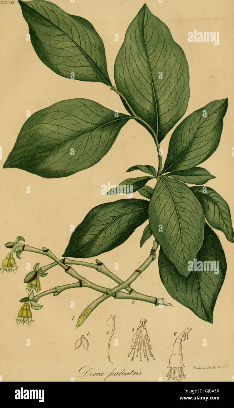 This work on American medical botany details native medicinal plants of ...