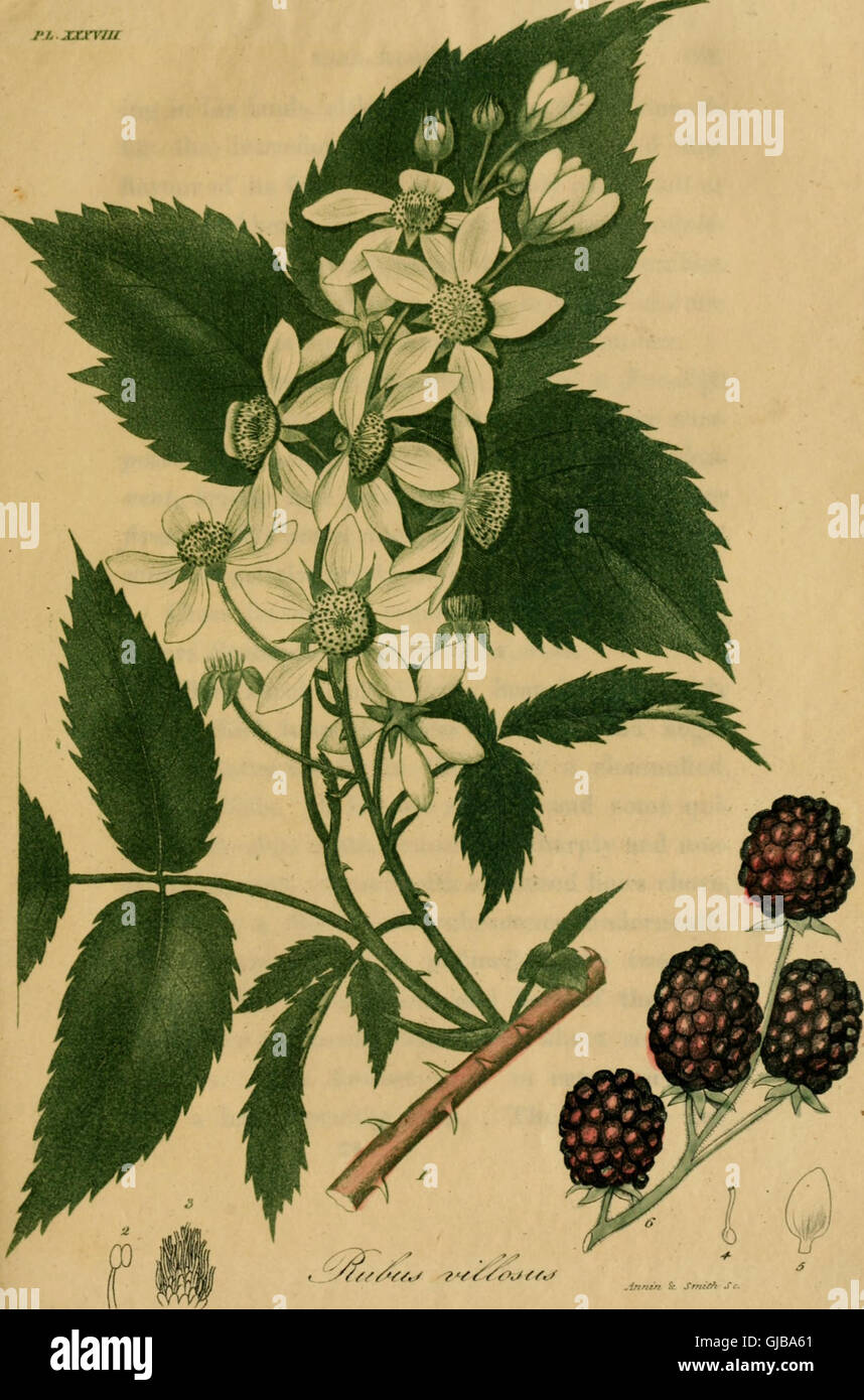 American medical botany, being a collection of the native medicinal ...