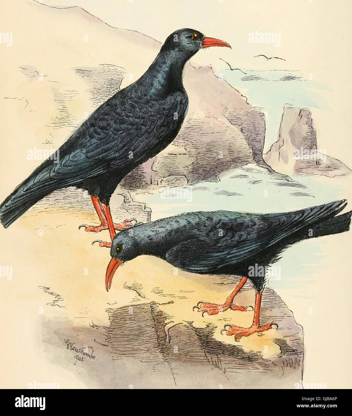 A 1902 publication compiling observations and studies on bird species ...