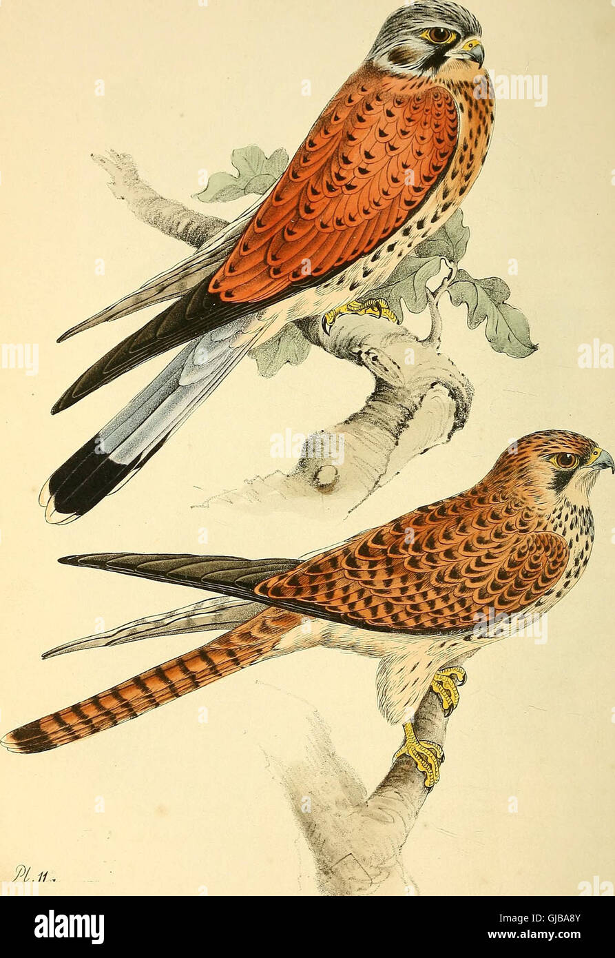 This 1842 work features colored illustrations of British birds and ...