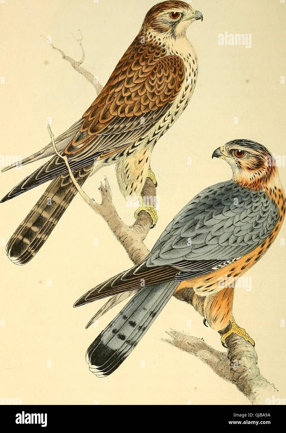'Coloured Illustrations of British Birds and Their Eggs' (1842 ...