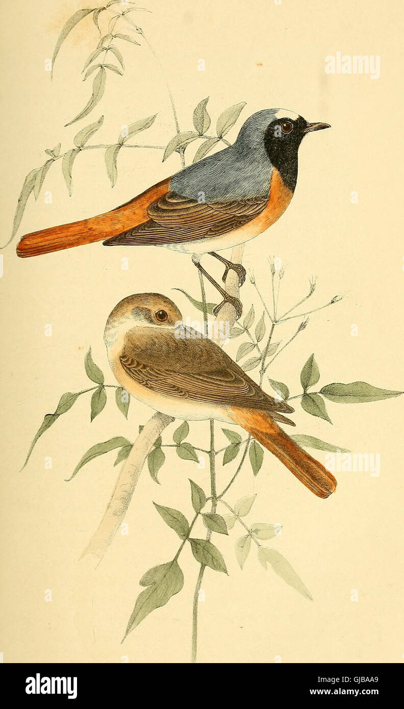 'Coloured Illustrations of British Birds' (1844) features detailed and ...