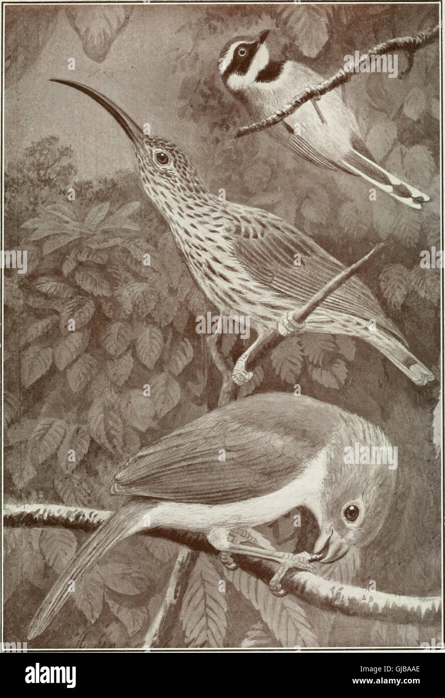 'Bird Notes' (1913) documents the observations and findings of ...