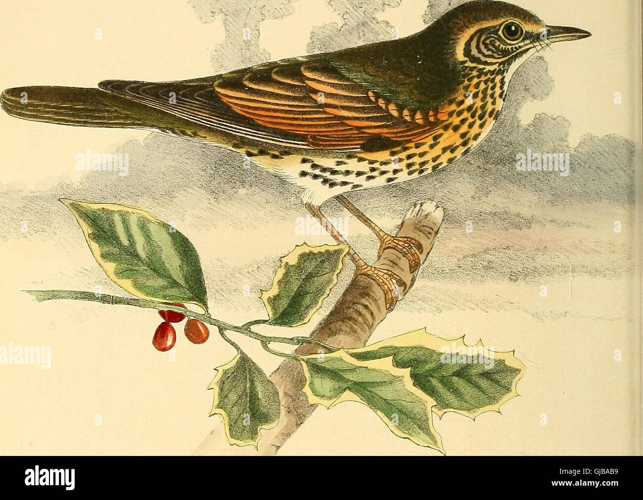 This 1844 publication features colored illustrations of British birds ...