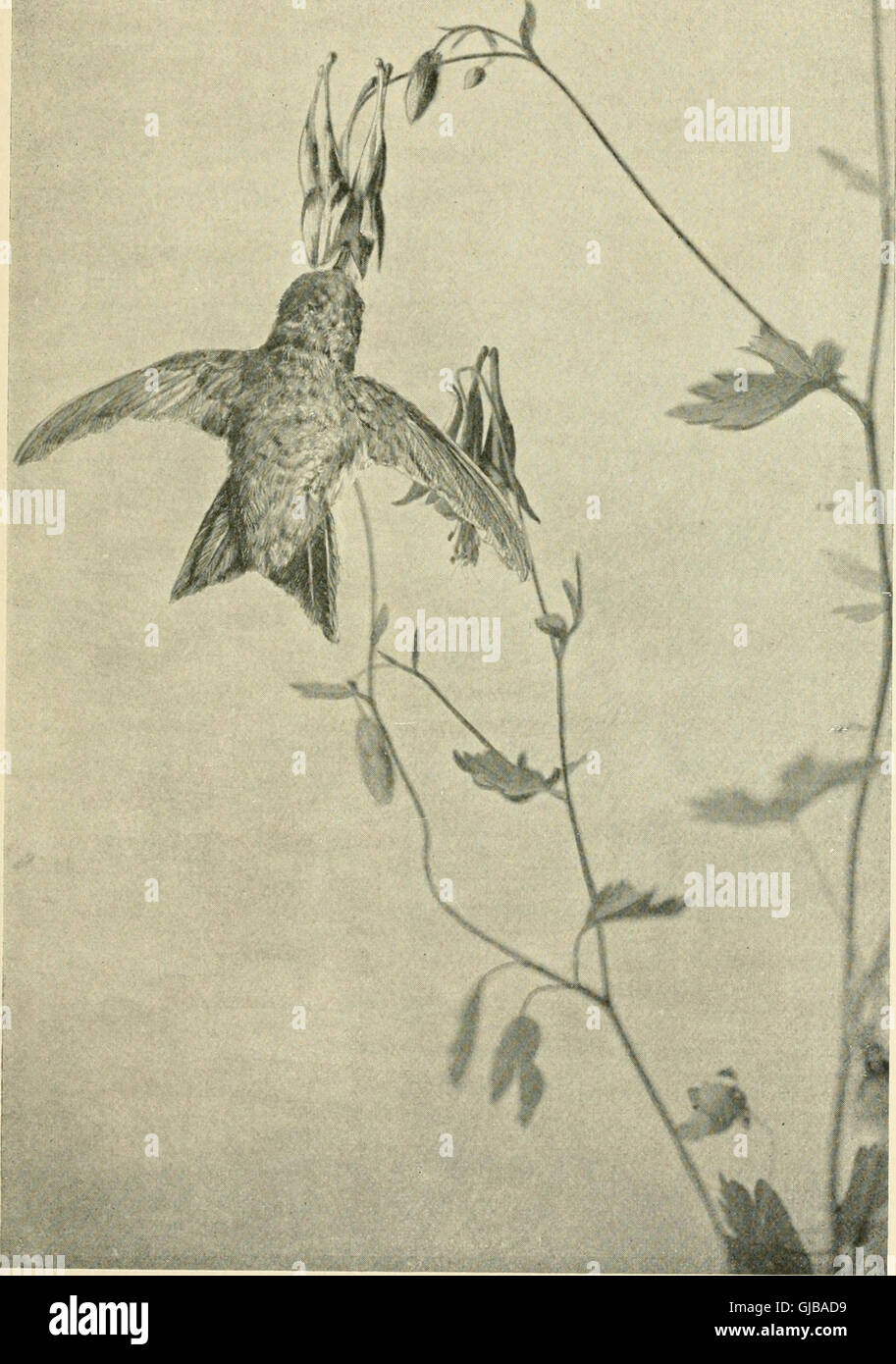 'How to Attract the Birds' (1903) provides advice on creating ...