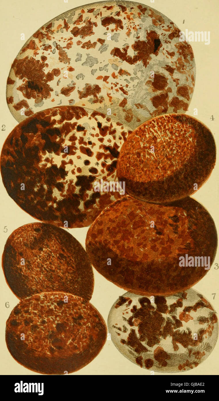 This book provides an accessible guide to British bird eggs and nests ...