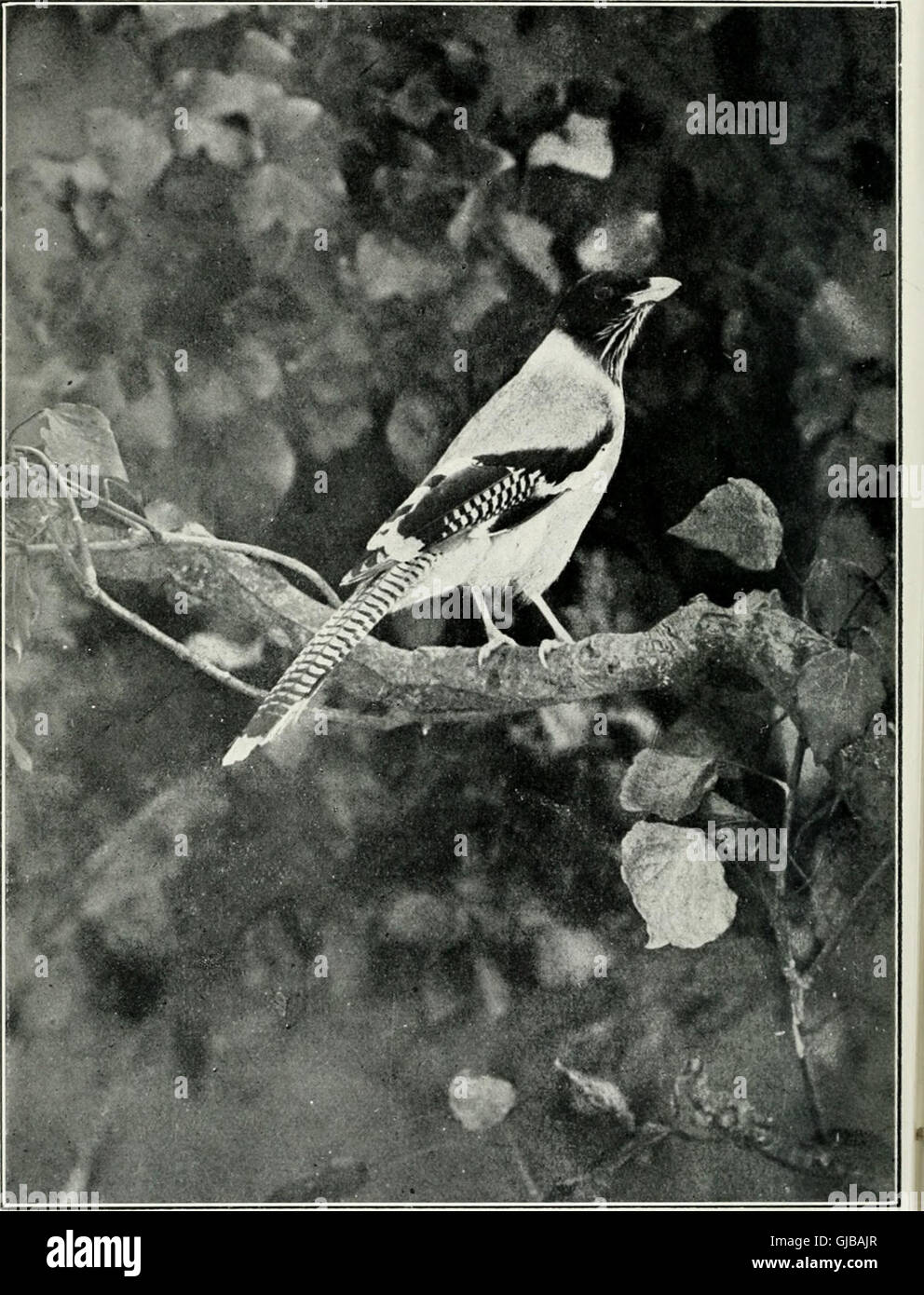 *Bird Notes* from 1913, documenting bird species, behaviors, and ...