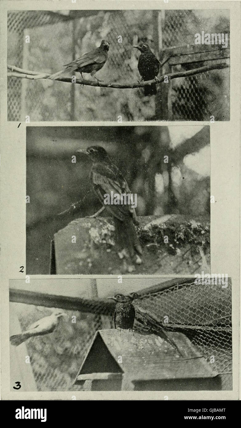 'Bird Notes' (1923) is a compilation of observations and research on ...