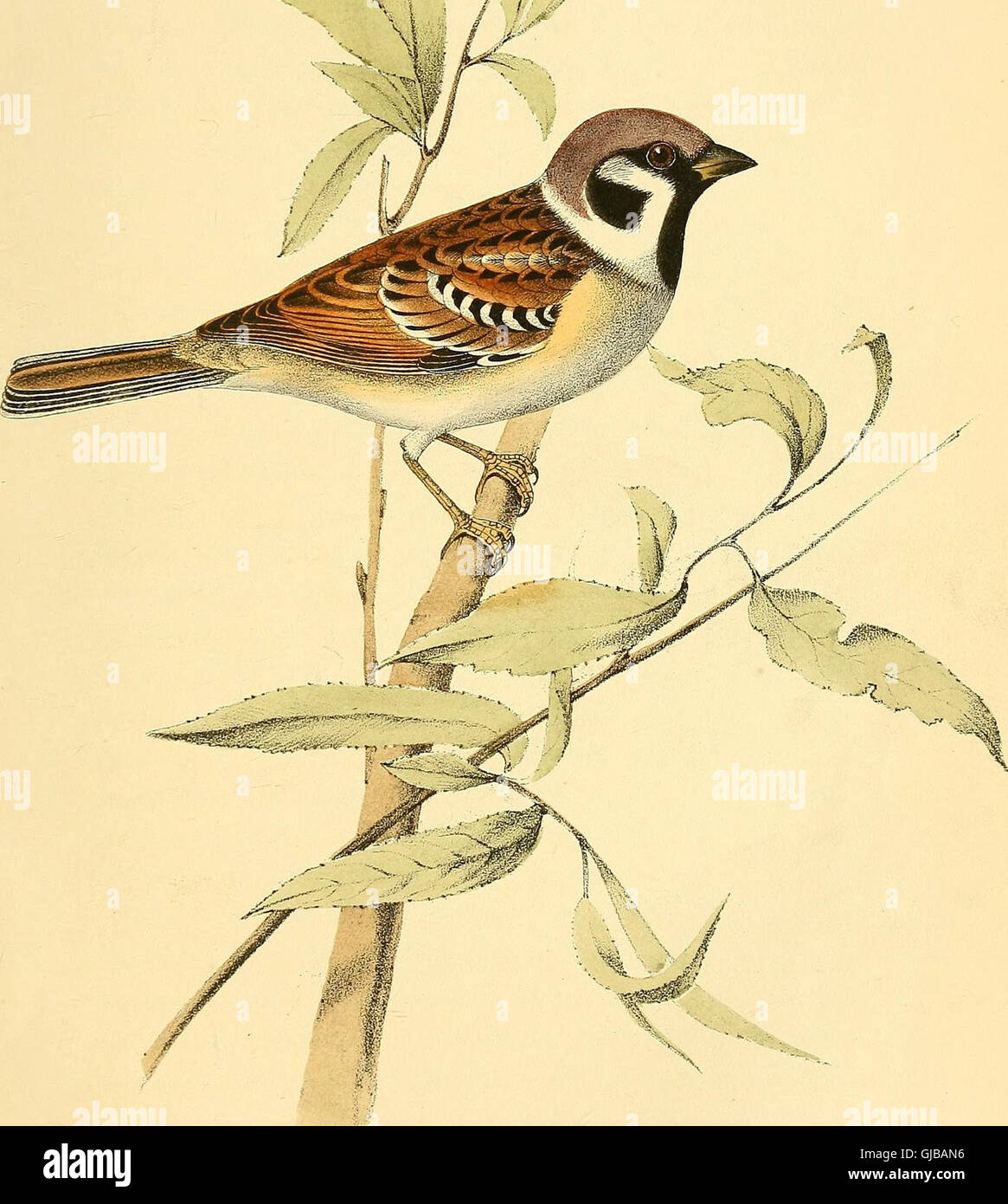 'Coloured illustrations of British birds, and their eggs' (1846 ...