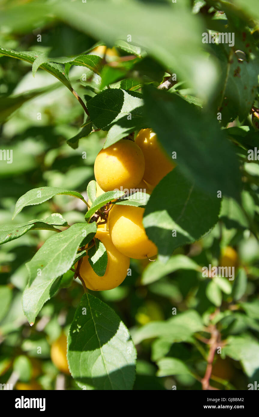 Yellow cherry tree hi-res stock photography and images - Alamy