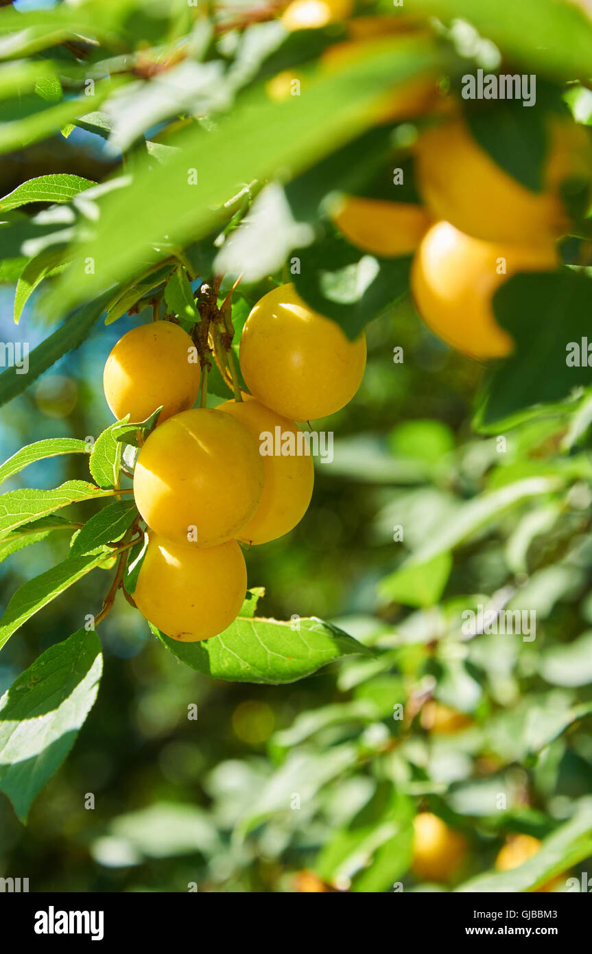 Yellow cherry tree hi-res stock photography and images - Alamy
