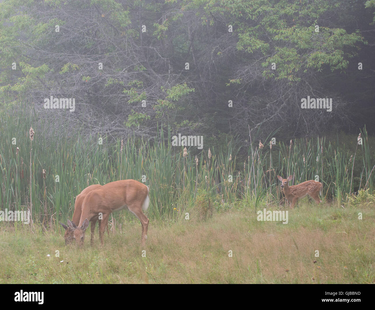 White-tailed Deer (Odocoileus virginianus). Acadia National Park, Maine ...
