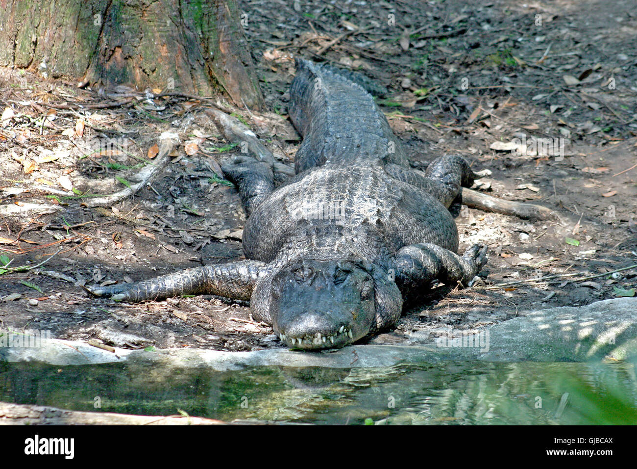 A large alligator sitting on the bank Stock Photo - Alamy