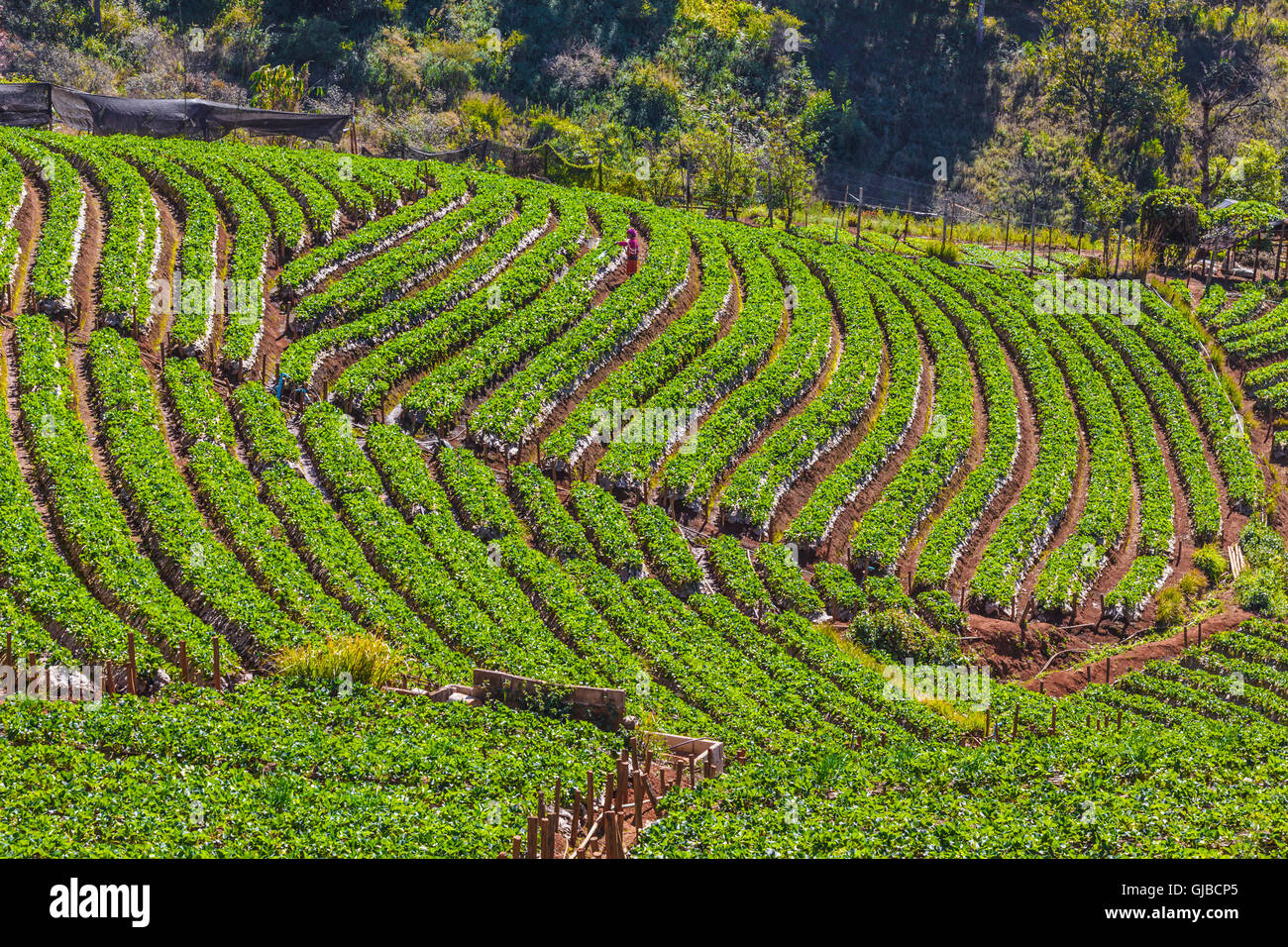 Tea trees hi-res stock photography and images - Alamy