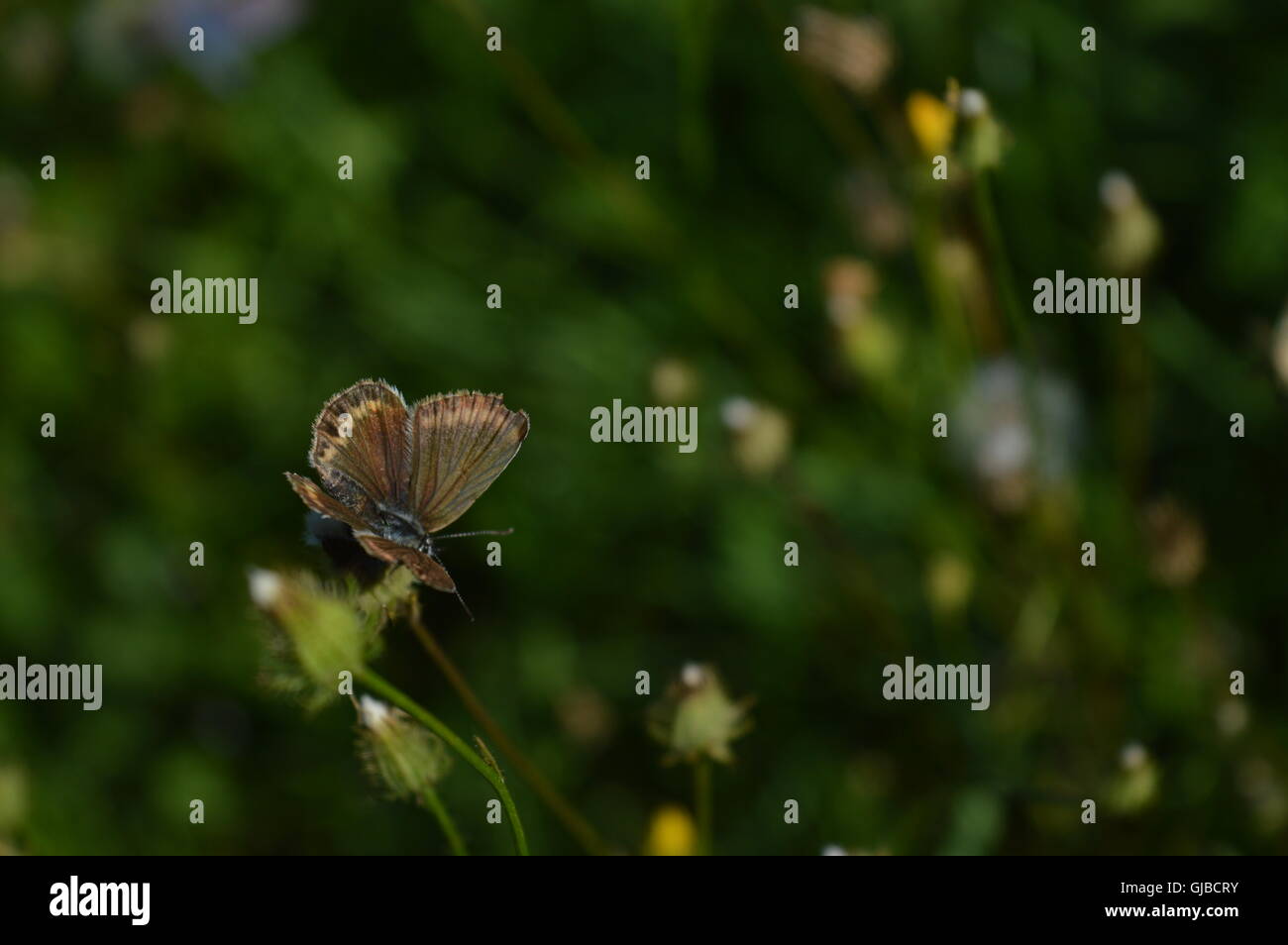 Little butterfly hi-res stock photography and images - Alamy