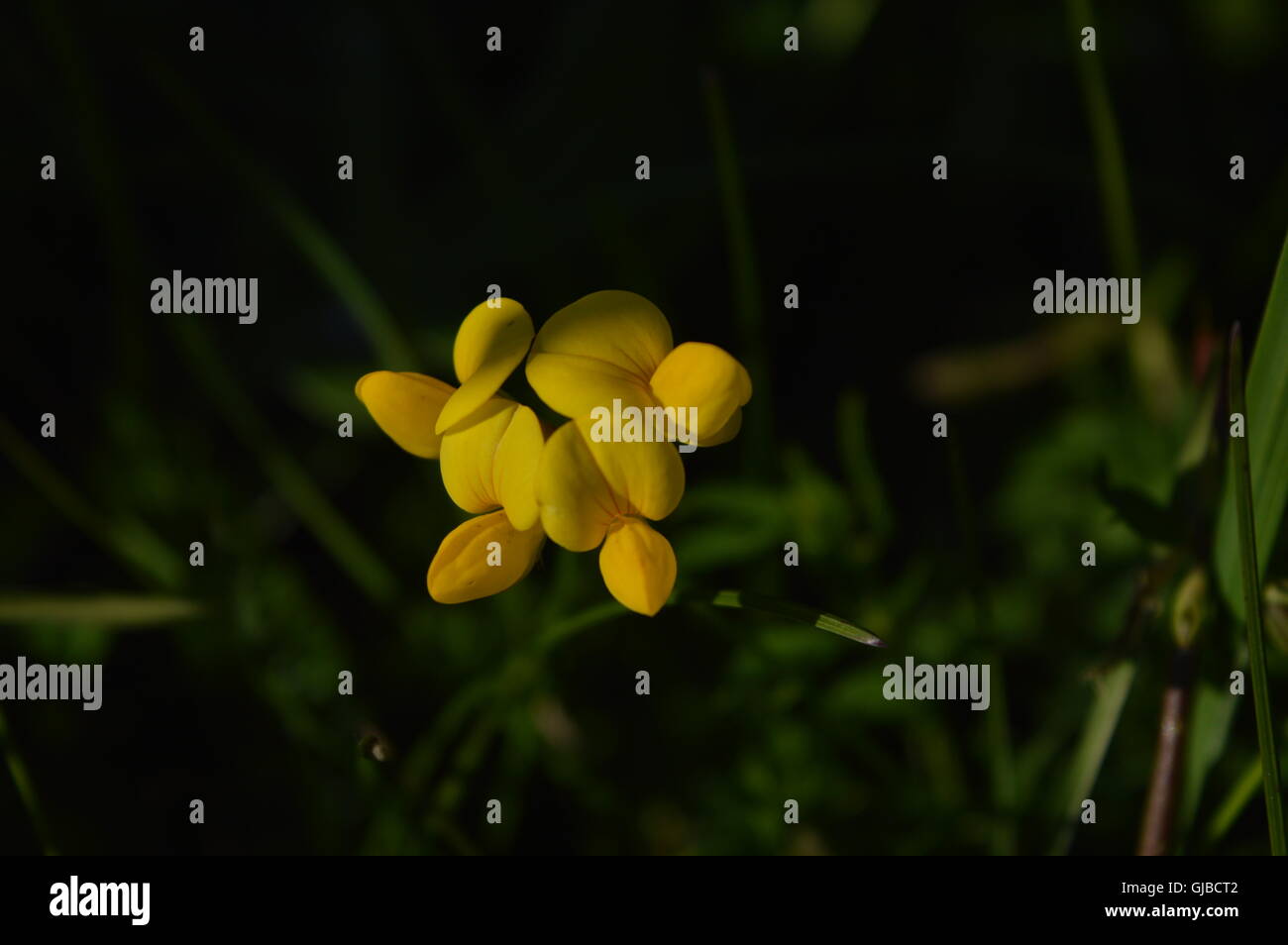 Yellow vetchling hi-res stock photography and images - Alamy