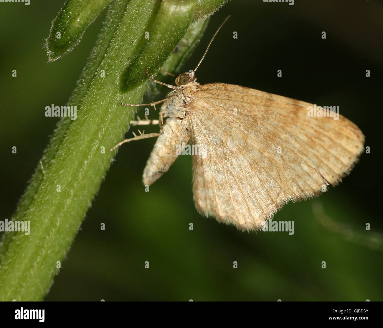 European Dingy Shell Moth (Euchoeca nebulata - Geometridae) in its ...