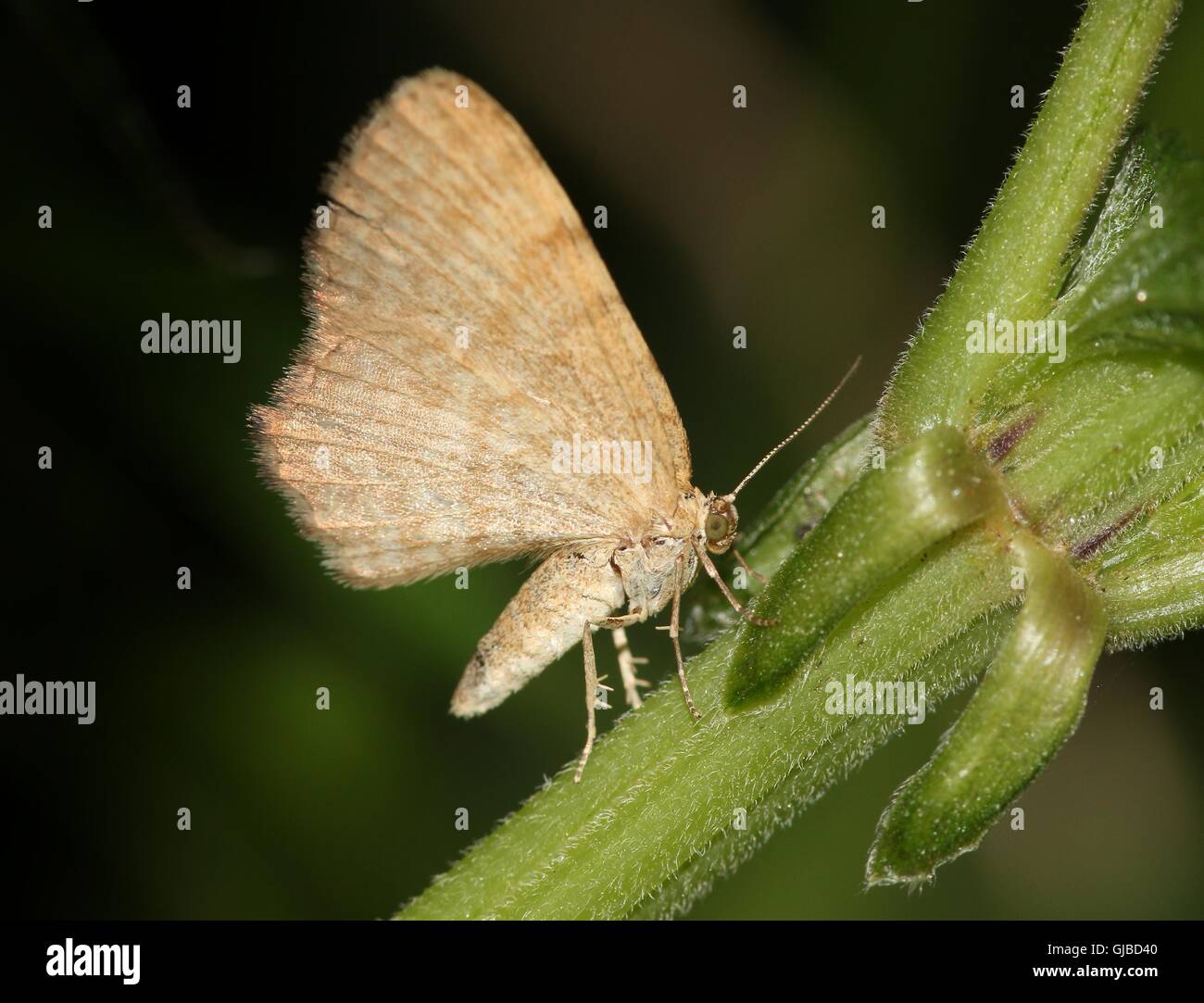 European Dingy Shell Moth (Euchoeca nebulata - Geometridae) in its ...