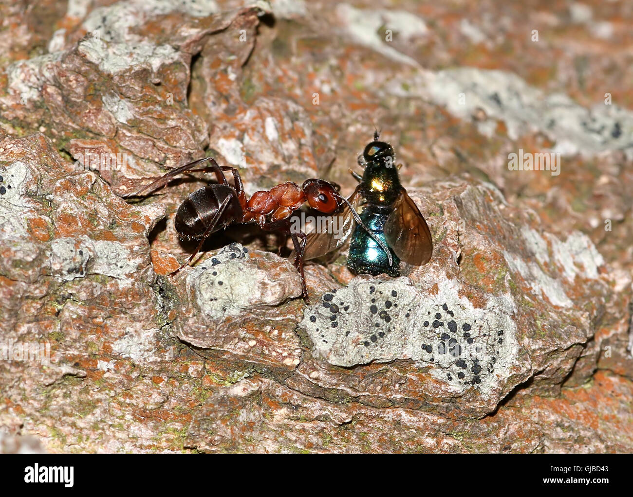 European red wood ant (Formica rufa) taking a caught prey (blowfly) to ...