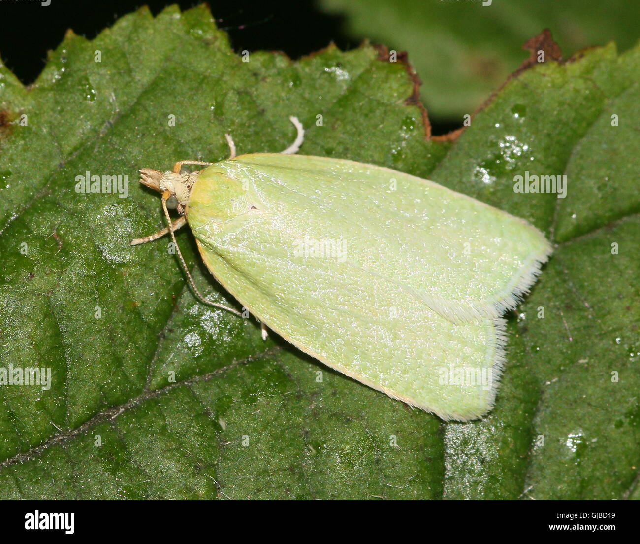 European Green Oak leafroller moth (Tortrix viridana) a.k.a. European ...
