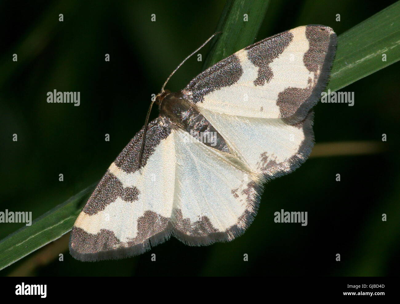 European Clouded Border Moth (Lomaspilis marginata - Geometridae ...