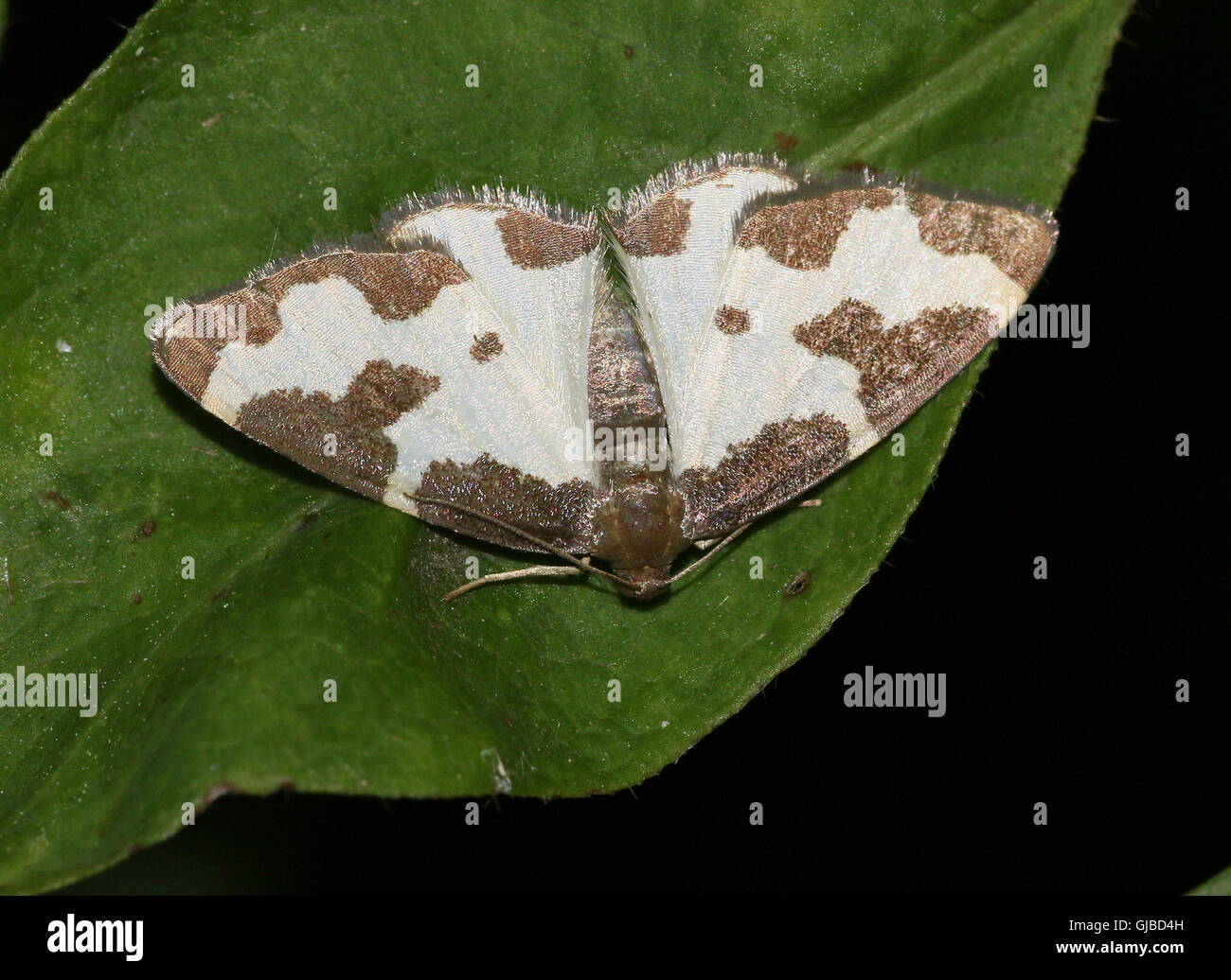 European Clouded Border Moth (Lomaspilis marginata - Geometridae ...