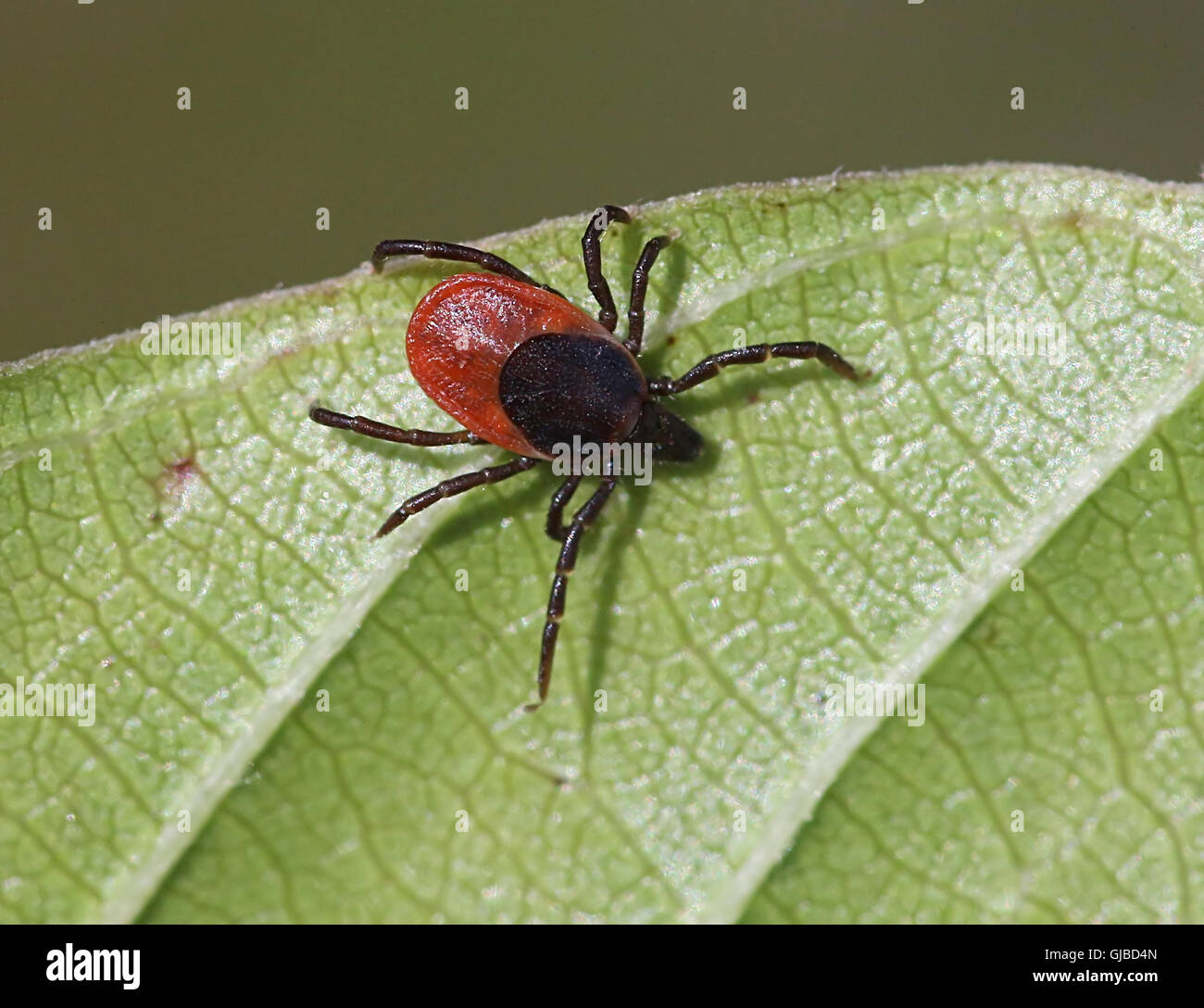 Female ixodes ricinus tick hi-res stock photography and images - Alamy