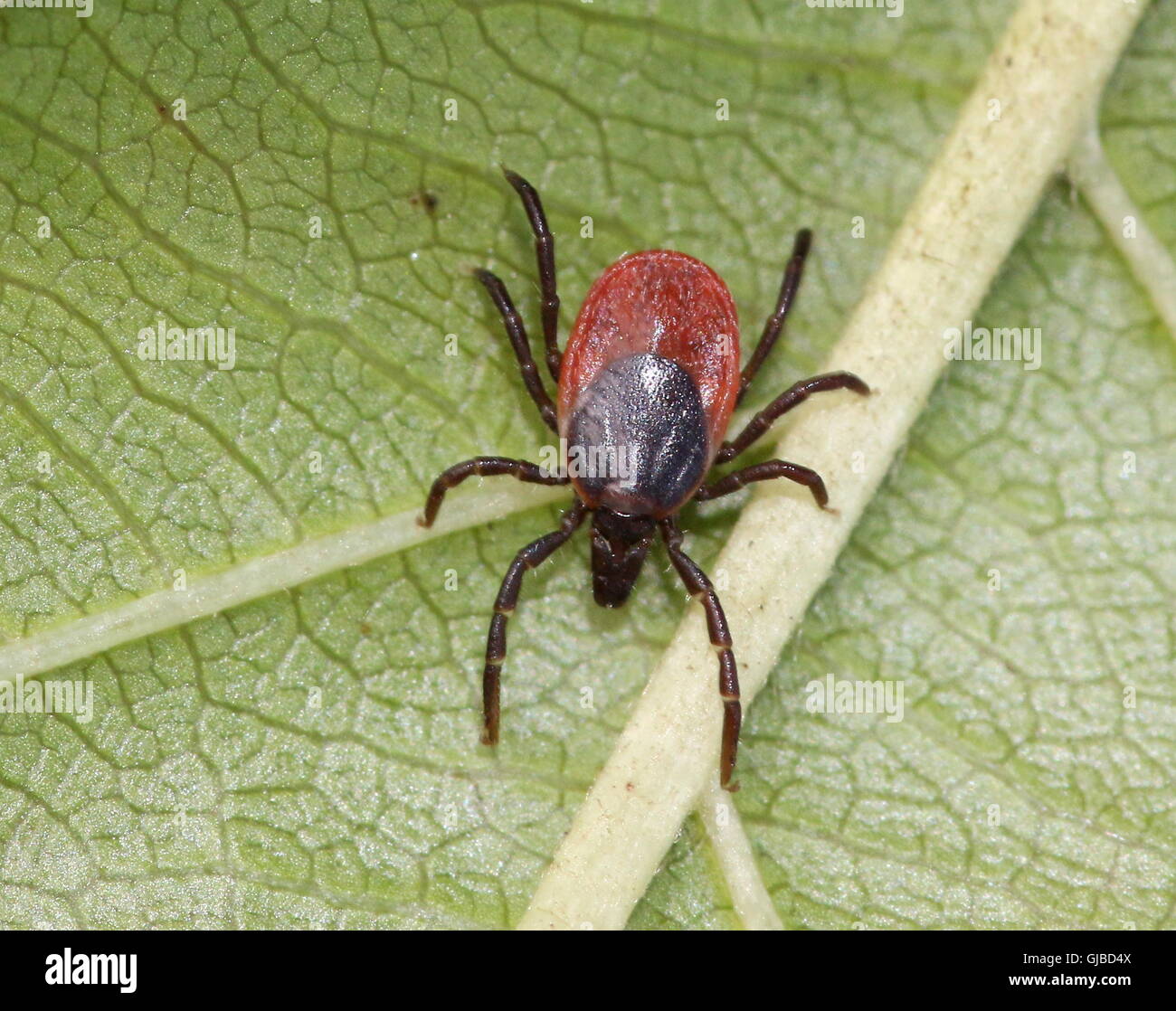 Close-up of a female European Castor Bean Tick (Ixodes ricinus) on the ...