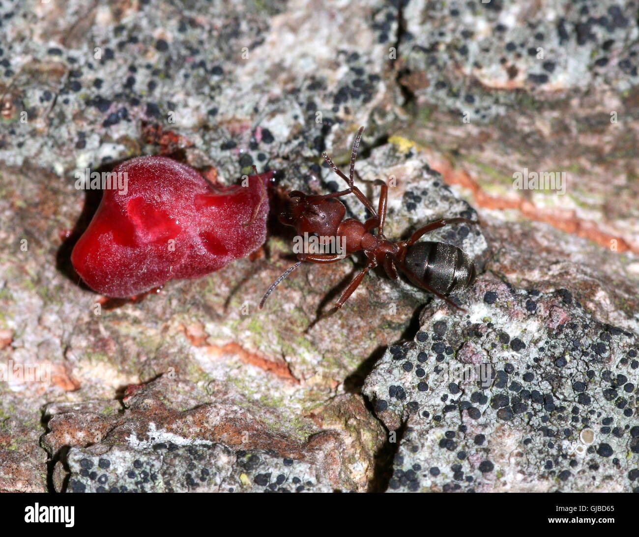Hormiga europea hi-res stock photography and images - Alamy